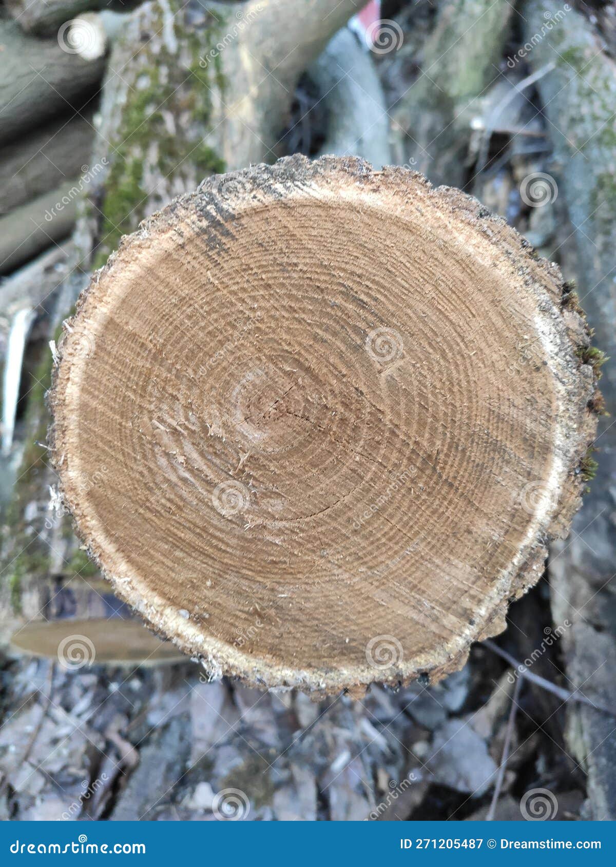 Natural Cross Section of the Tree Stock Image - Image of environment ...