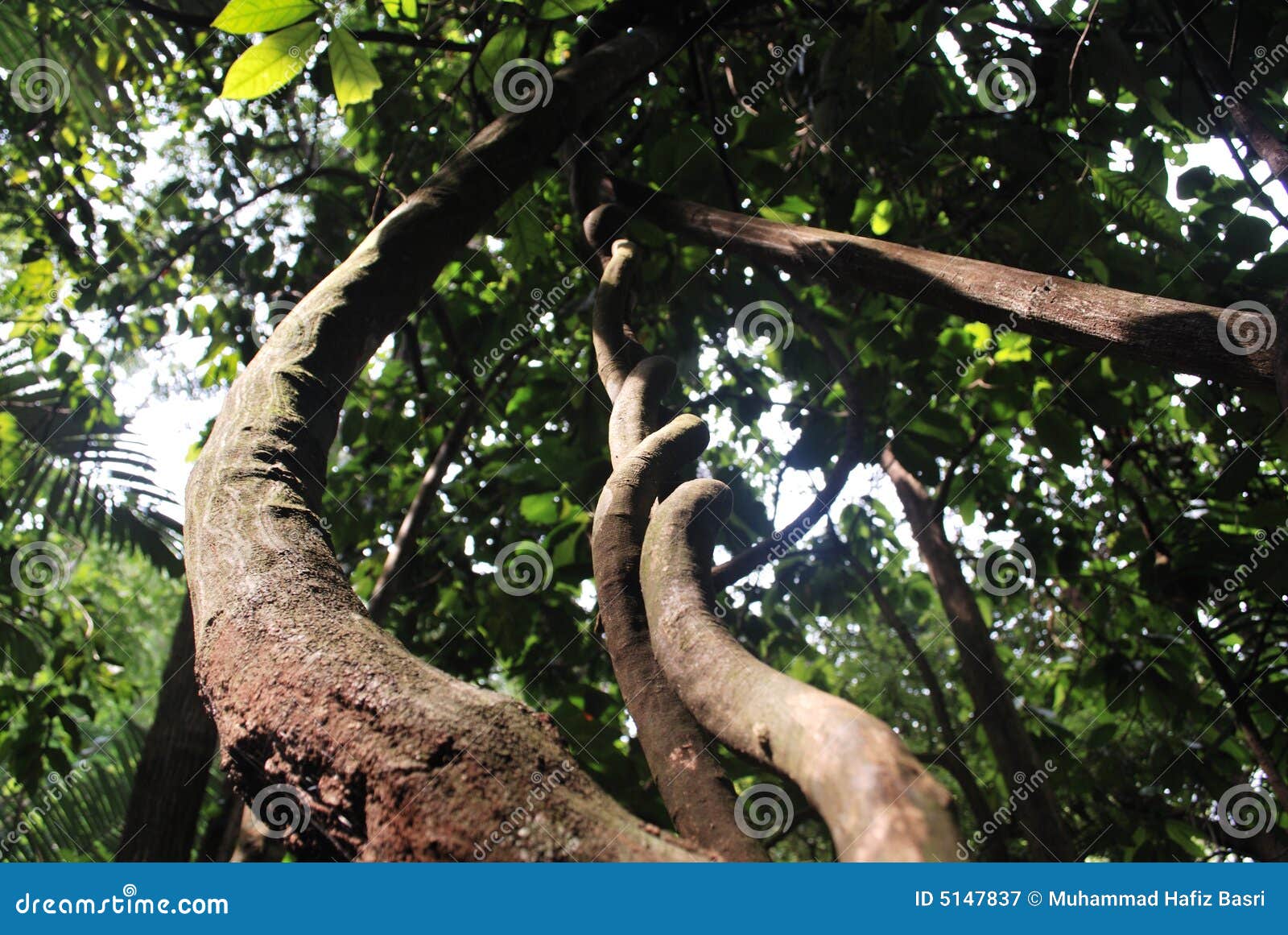 Natural Curl of Rain Forest Stock Image - Image of south, trees: 5147837