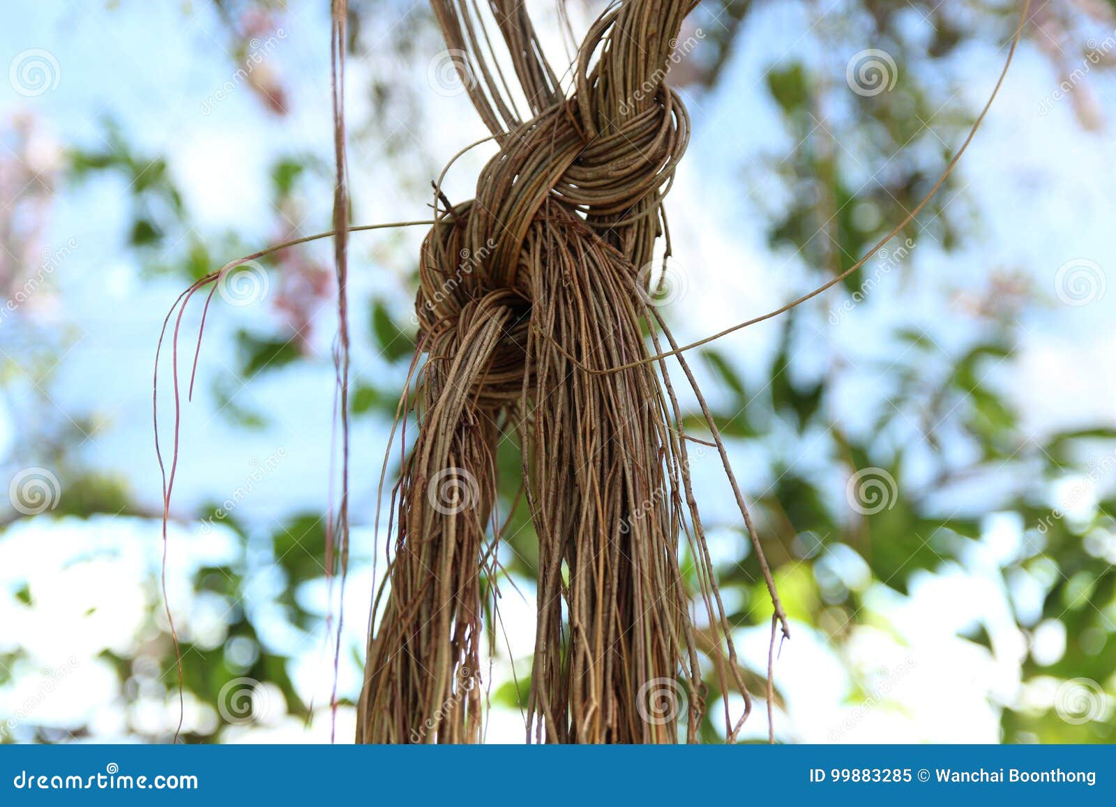 Natural curtain. stock image. Image of twig, plant, green - 99883285