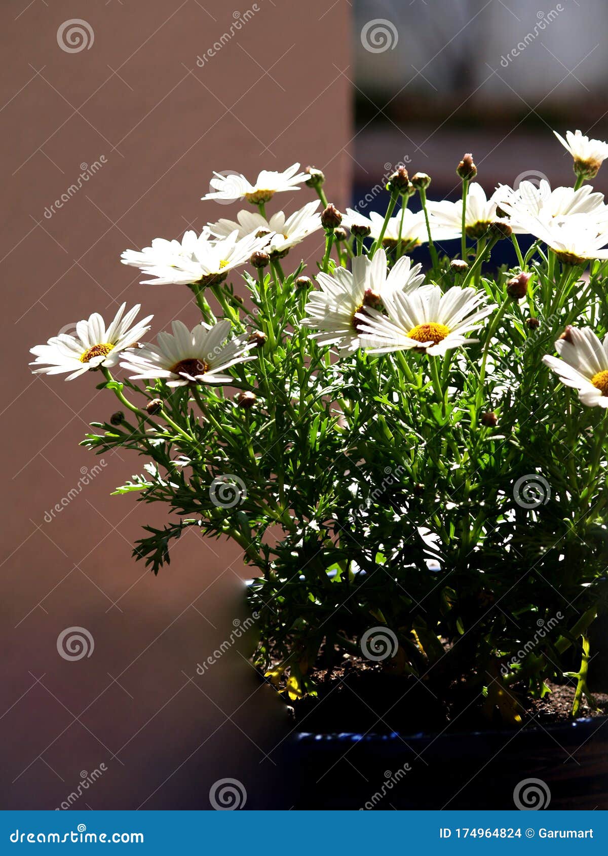 Natural Daisies at Garden on Blue Pot Stock Photo - Image of botanical ...