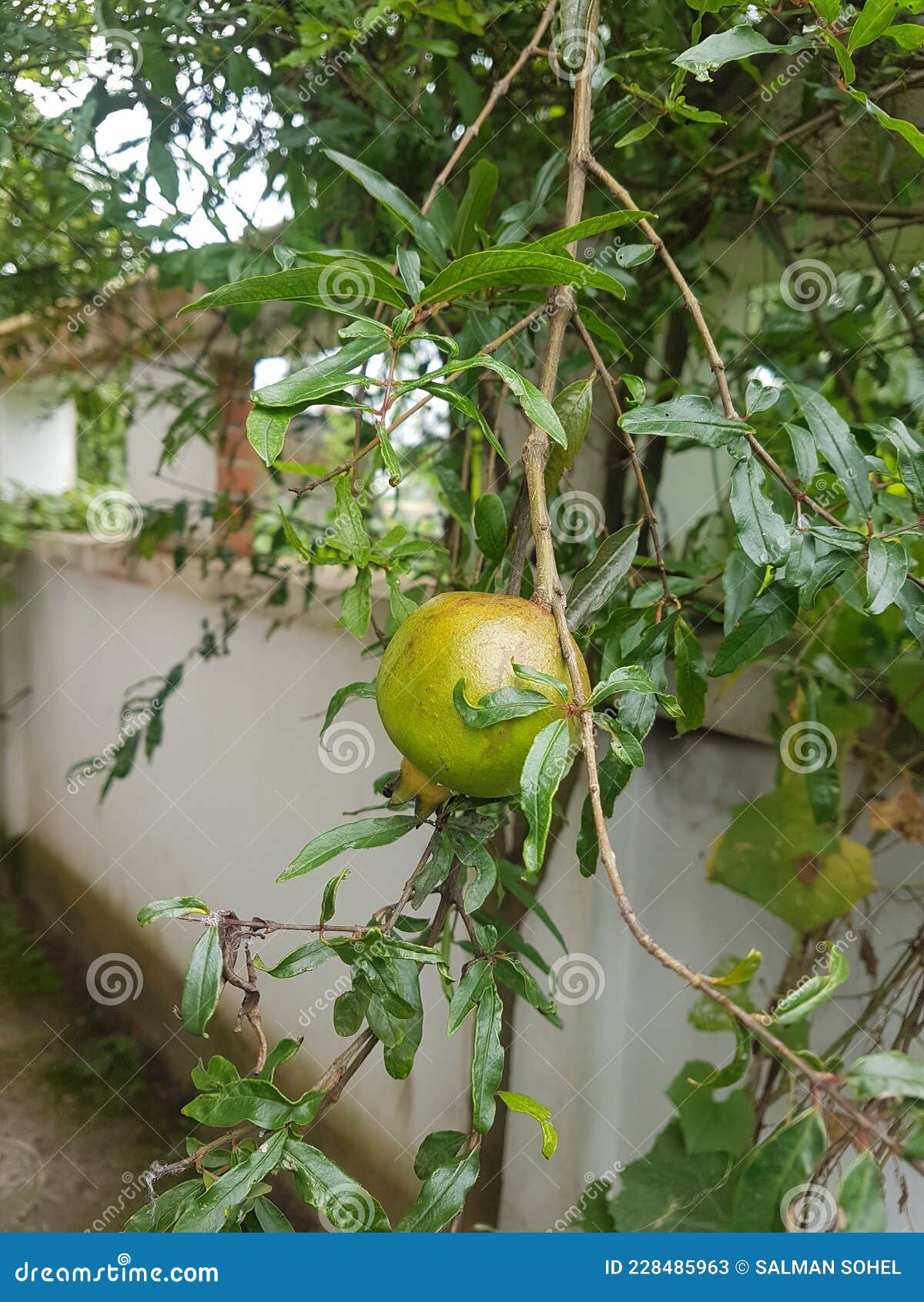 Natural Dalim fruit stock image. Image of natural, produce - 228485963