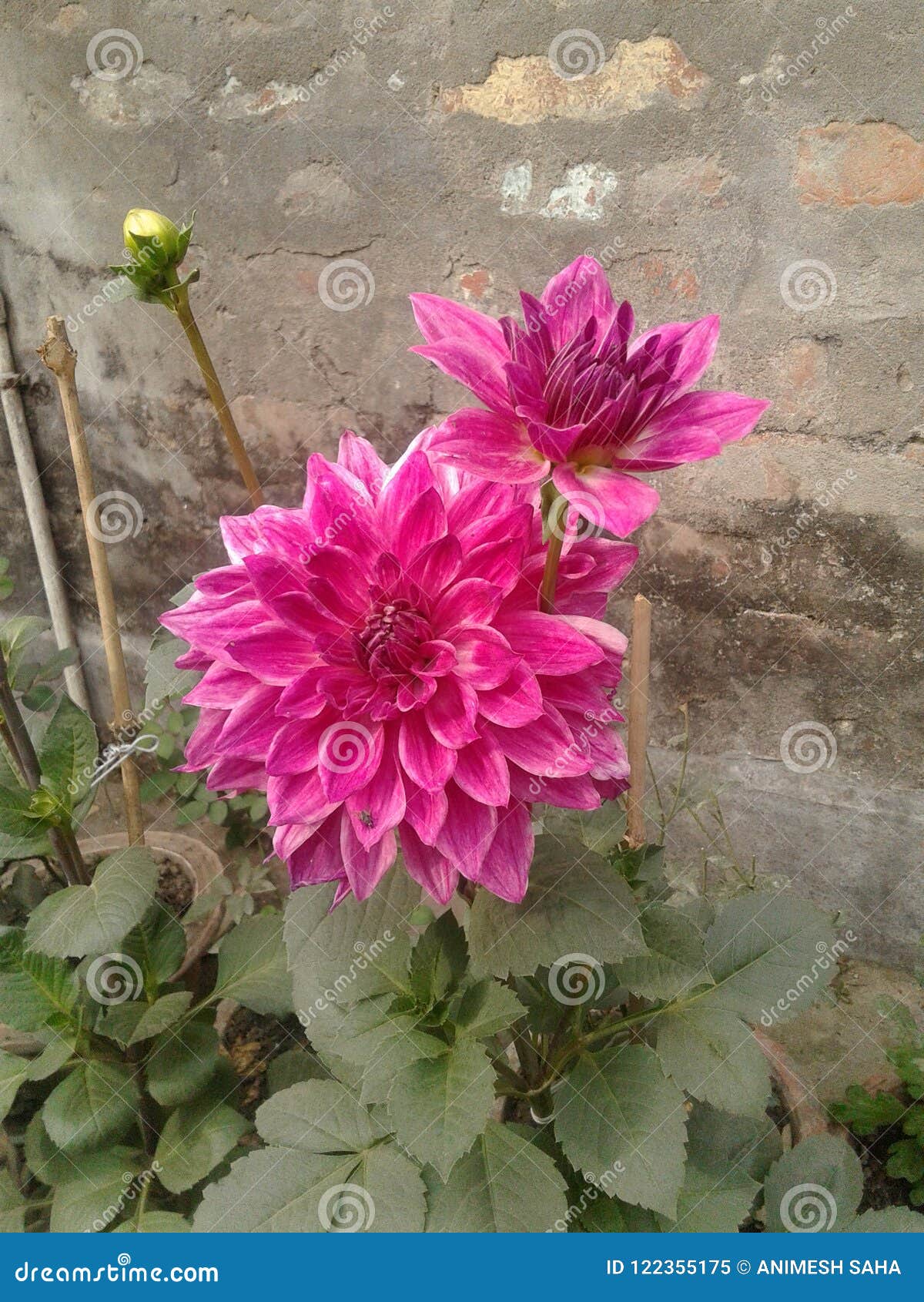 Daliya stock image. Image of brother, natural, naturally - 122355175