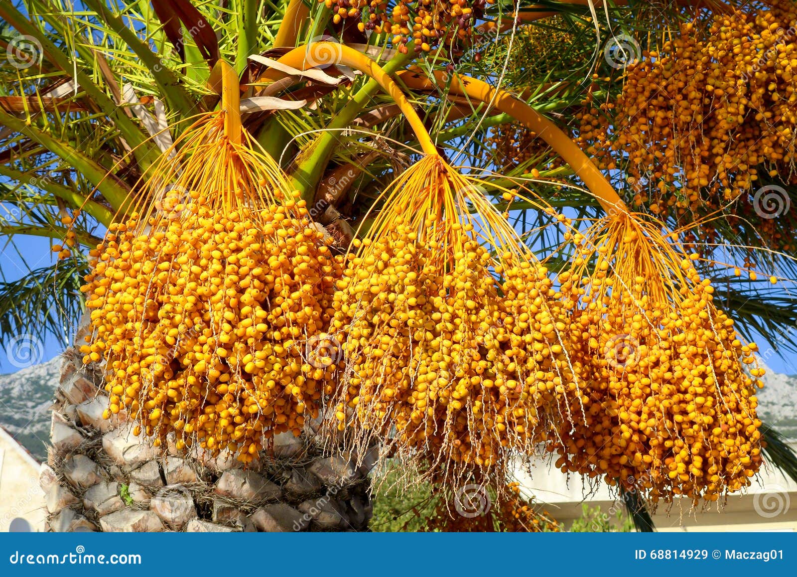 Natural dates in Makarska stock image. Image of climate - 68814929