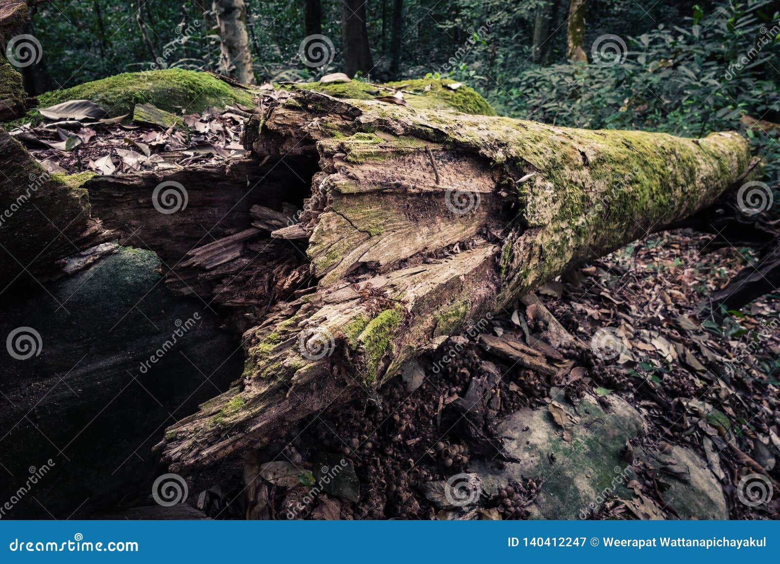 Dead Tree in Jungle stock image. Image of rotten, woods - 140412247