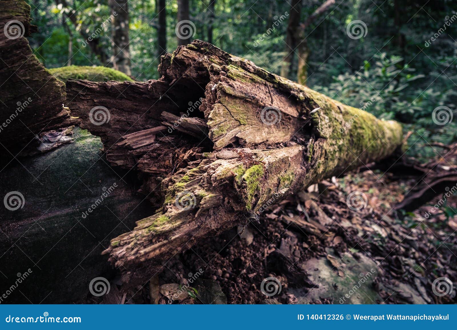 Dead Tree in Jungle stock photo. Image of life, forest - 140412326