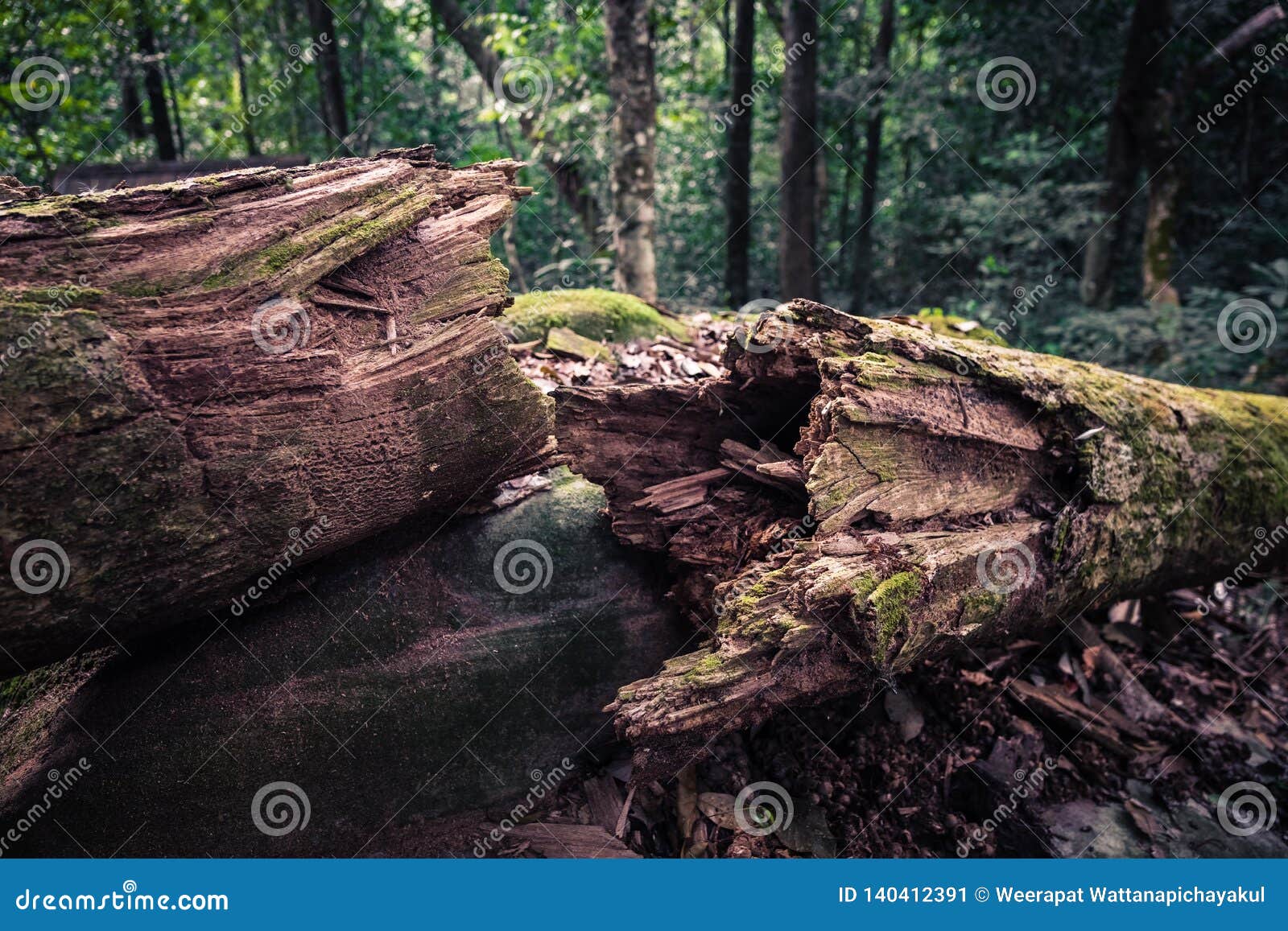 Dead Tree in Jungle stock image. Image of decay, rotten - 140412391