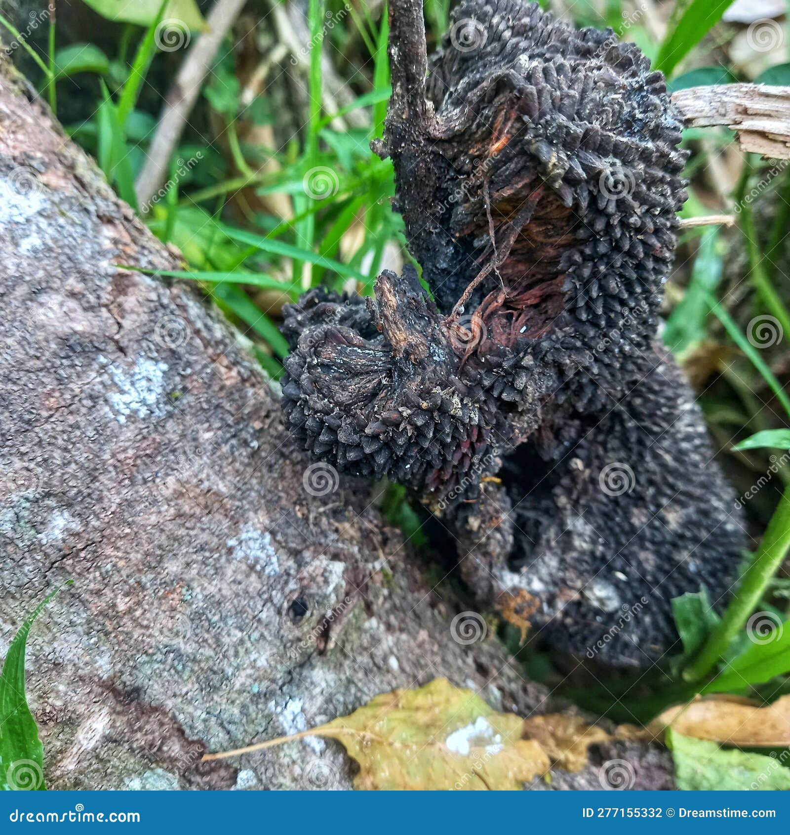 Natural Decay that Occurs in Fruit Stock Photo - Image of plant, decay ...