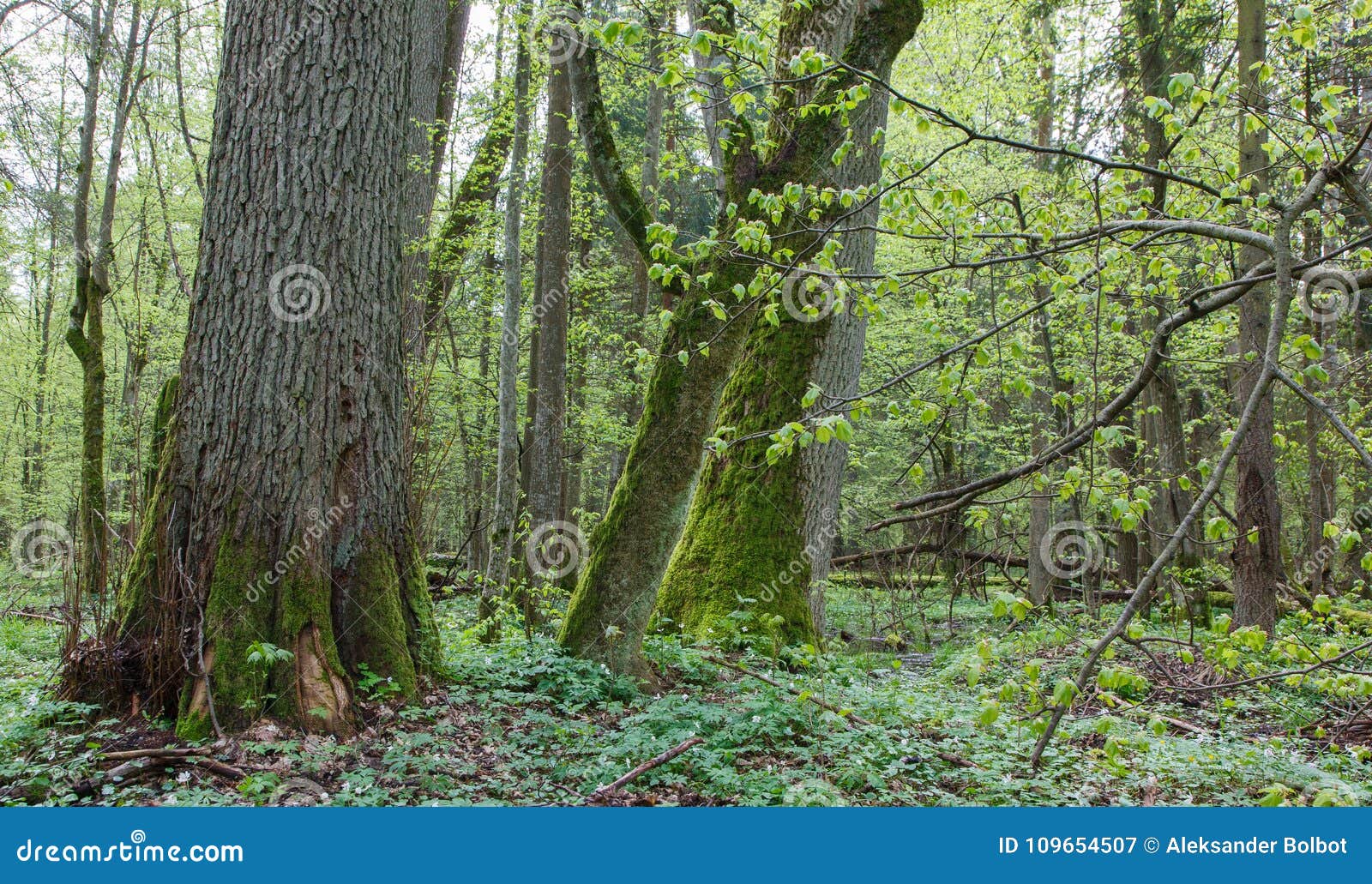 Natural Deciduous Forest at Springtime Stock Image - Image of leaves ...