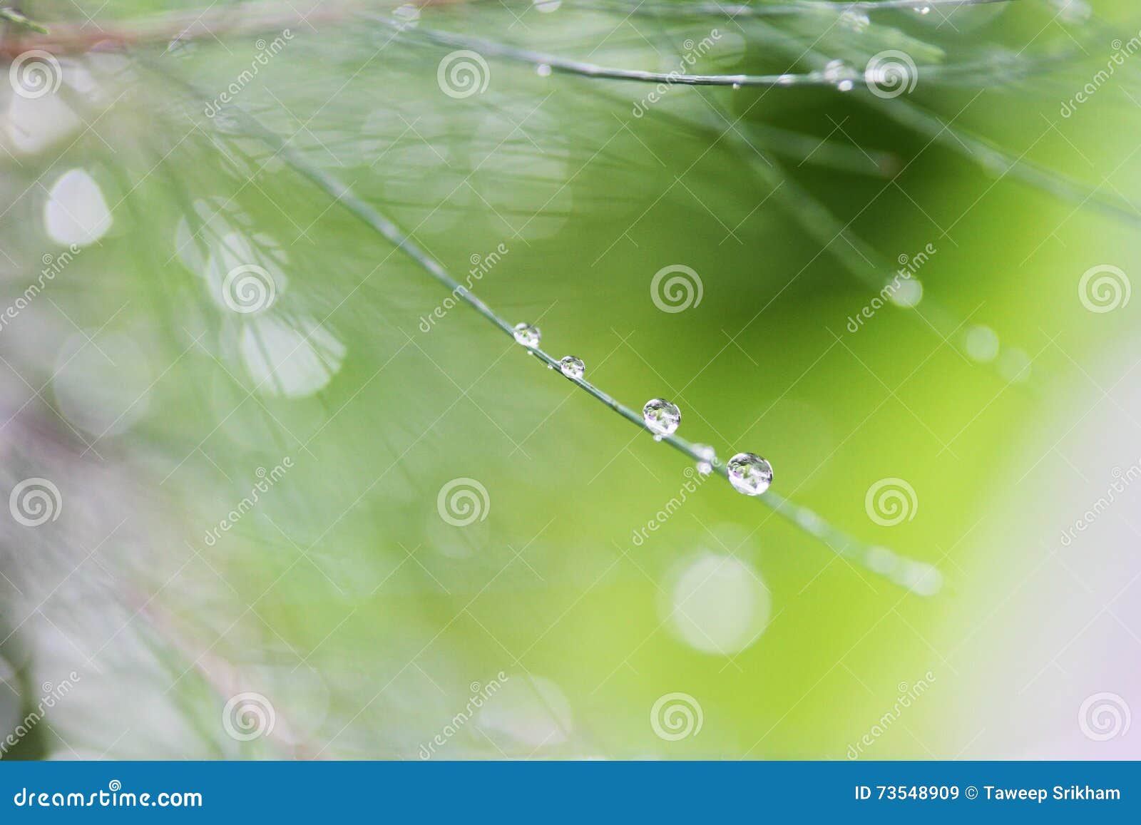 Natural Dew Drop on Leaf stock image. Image of liquid - 73548909