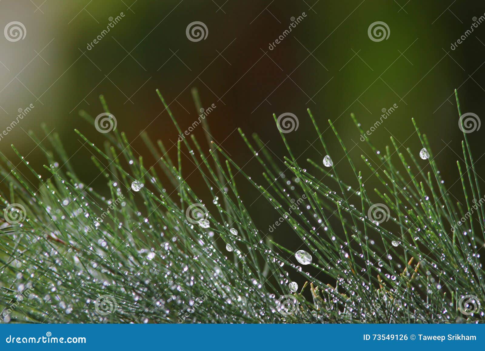 Natural dew drop on leaves stock photo. Image of branch - 73549126