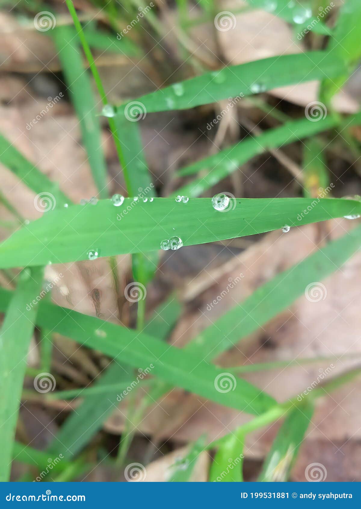 Natural Dew in Natural Plants that are Very Beautiful and Cool Stock ...