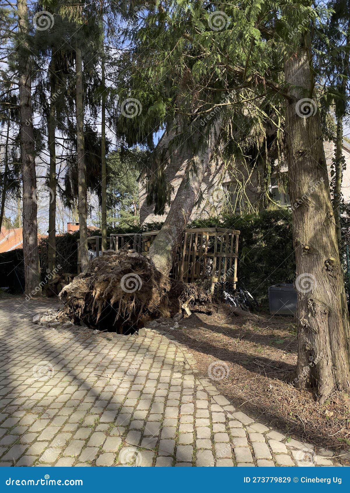 Fallen tree stock image. Image of storm, wood, destroyed - 273779829
