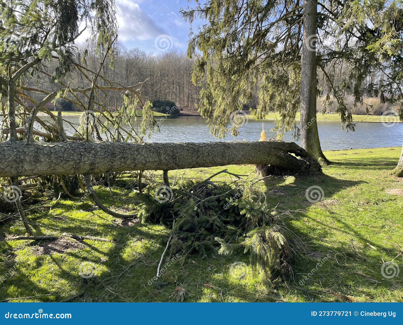 Fallen Tree on the Lakeside Stock Image - Image of destruction, break ...