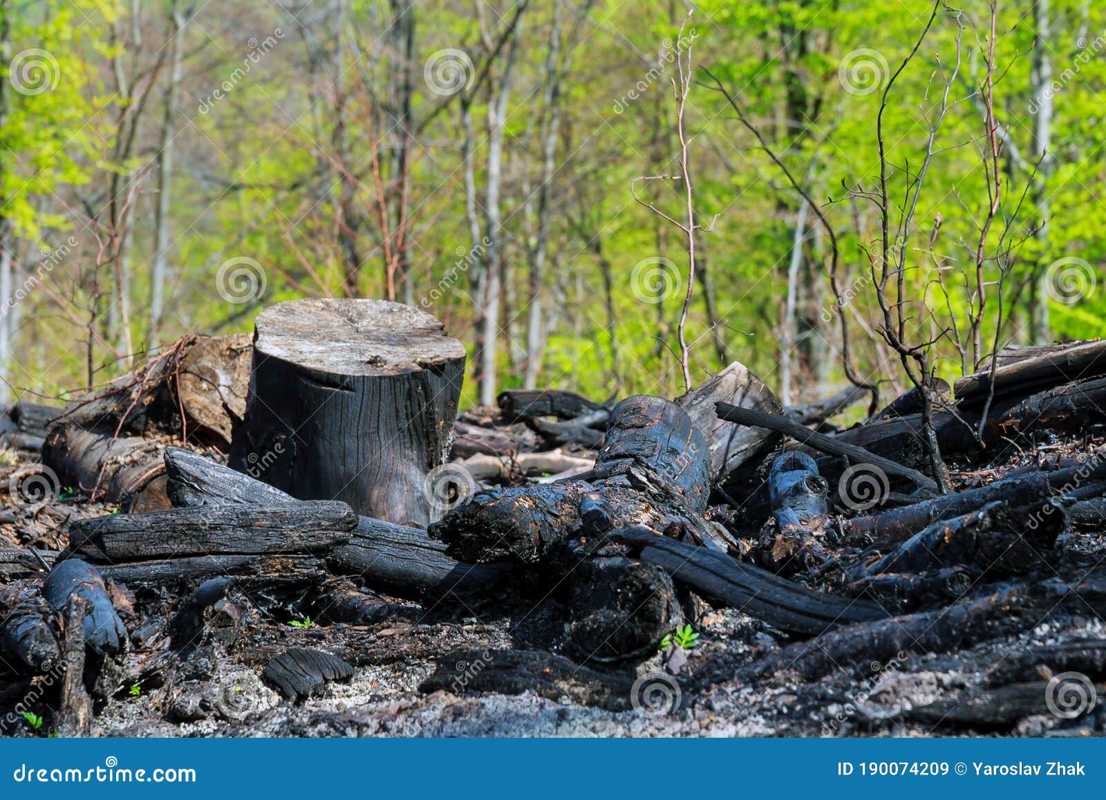 Charred Trees after a Forest Fire. Natural Disasters Stock Image ...