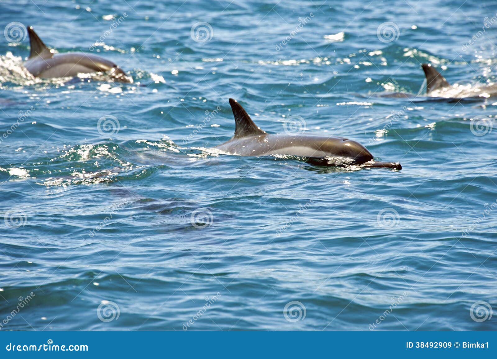 Natural Dolphins in Mauritius Stock Image - Image of mammal, jumping ...
