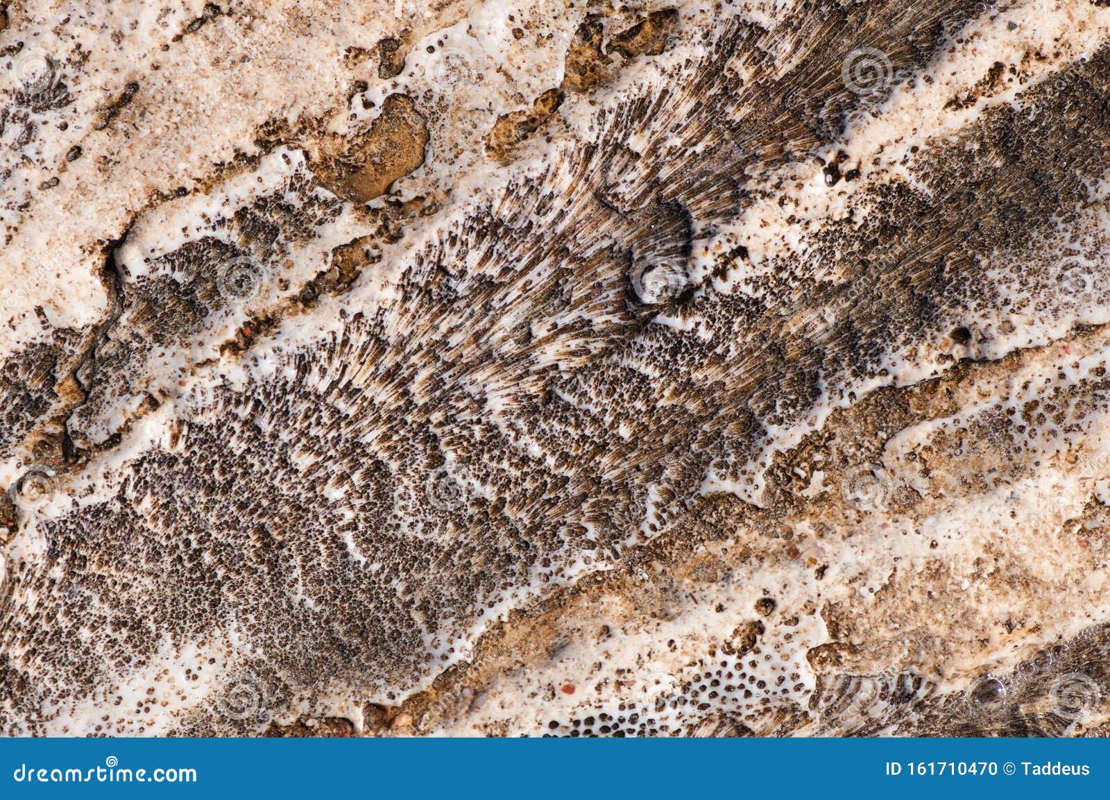 Natural Drawing of Coastal Coral Stone. Natural Abstract Texture Stock ...