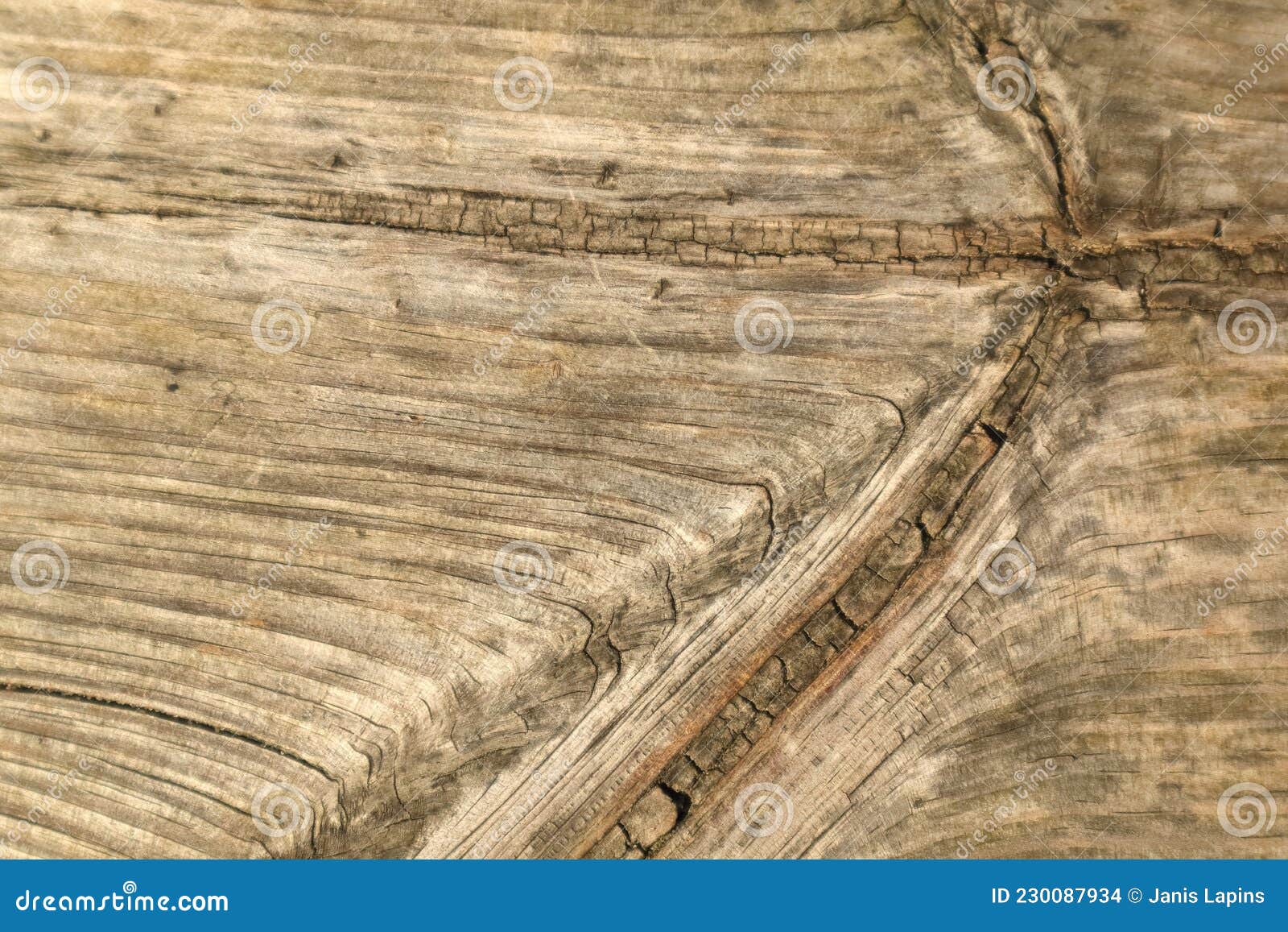 A Natural Drawing in a Tree. Stock Photo - Image of tree, wooden: 230087934