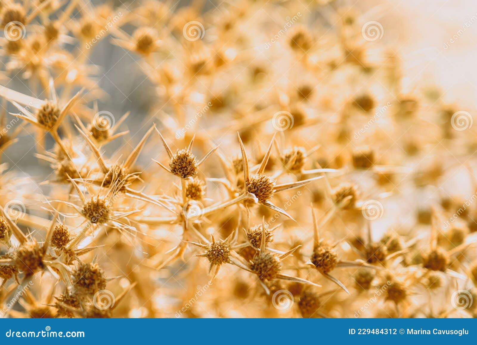 Natural Dry Grass with Thorns Autumn Background. Stock Photo - Image of ...