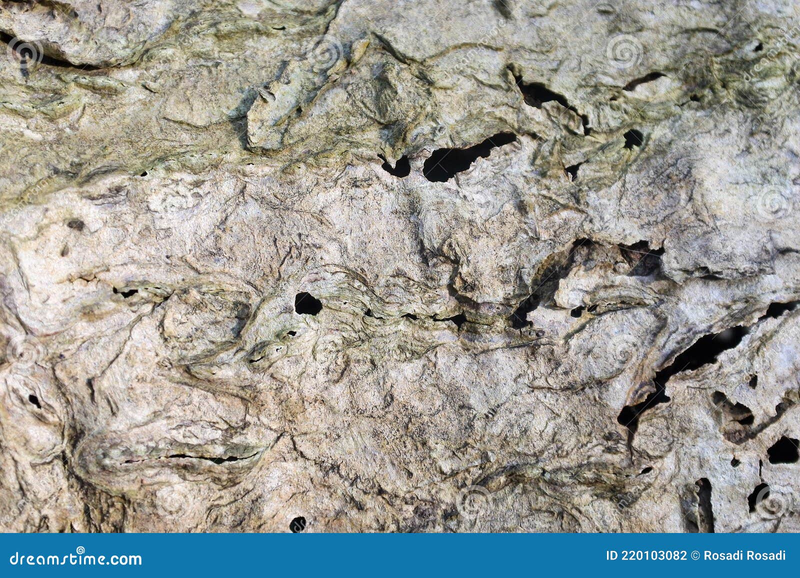 Natural Dry Tree Trunk Tropical Tree, Nice Texture, Feel of Tropical ...