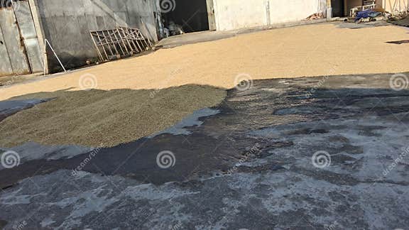 Rice Drying Process,using Solar Heat Stock Photo - Image of solarheat ...