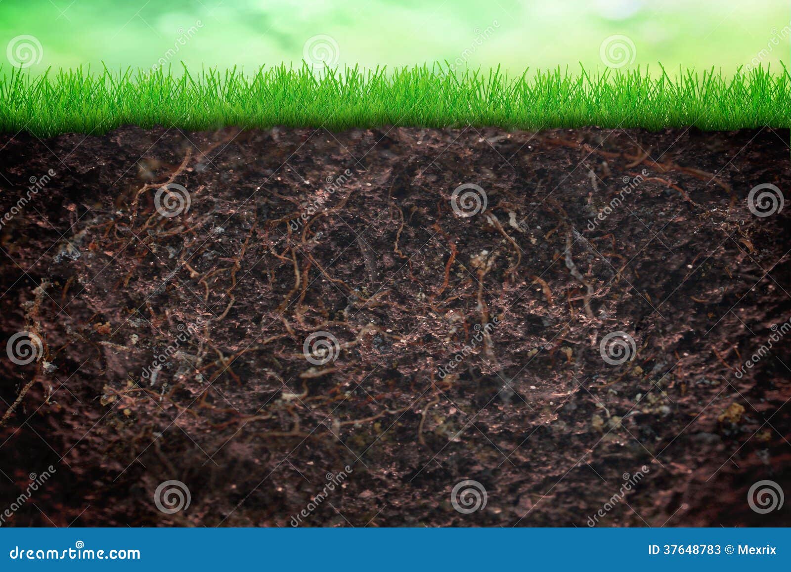 Natural earth with grass stock image. Image of garden - 37648783