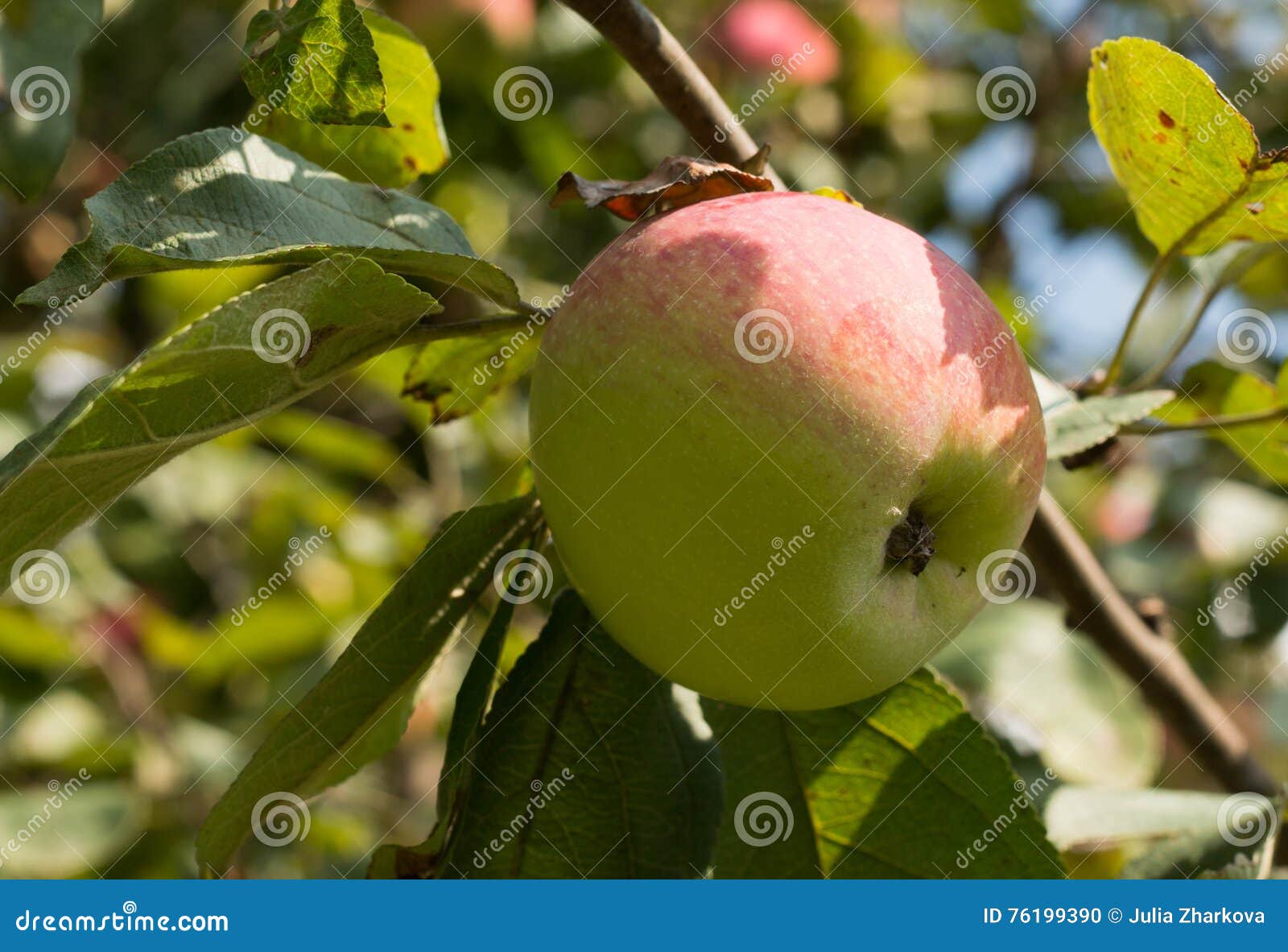 Natural Eco Apple on the Apple Tree Stock Photo - Image of apples ...