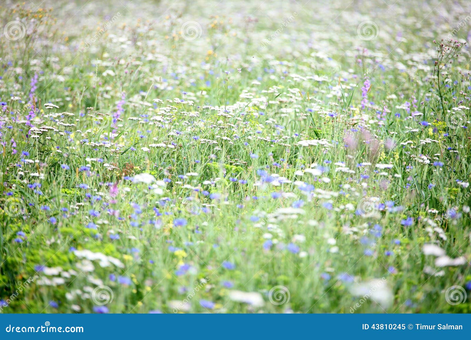 Natural eco texture stock image. Image of macro, field - 43810245