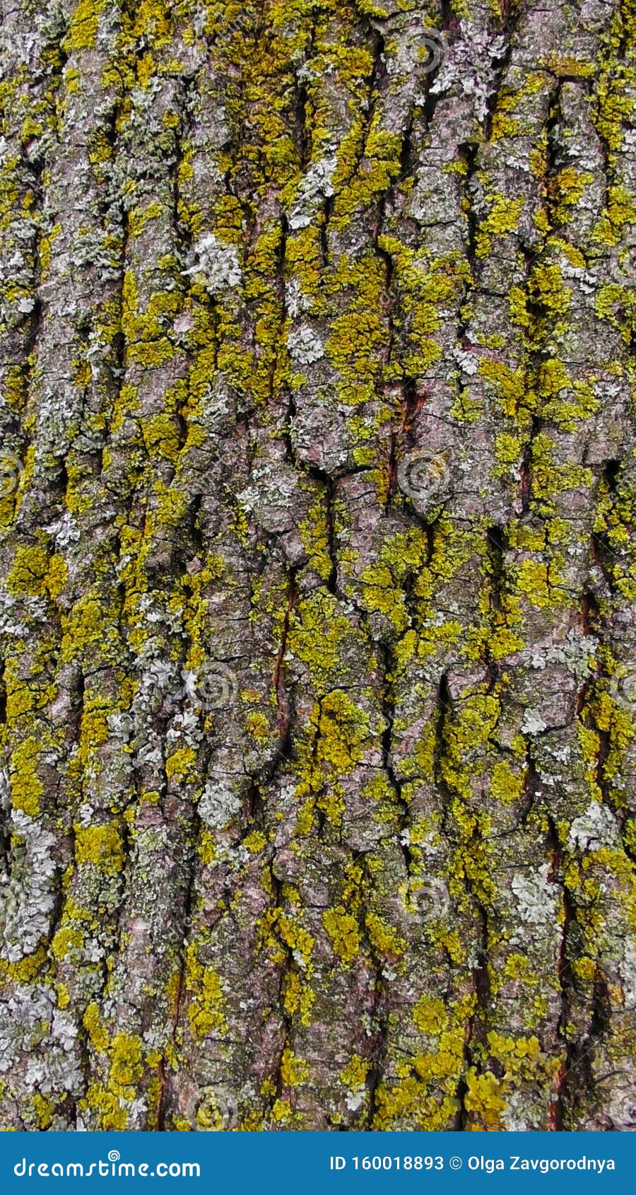 Natural Embossed Bark Pattern Stock Image - Image of creative, macro ...