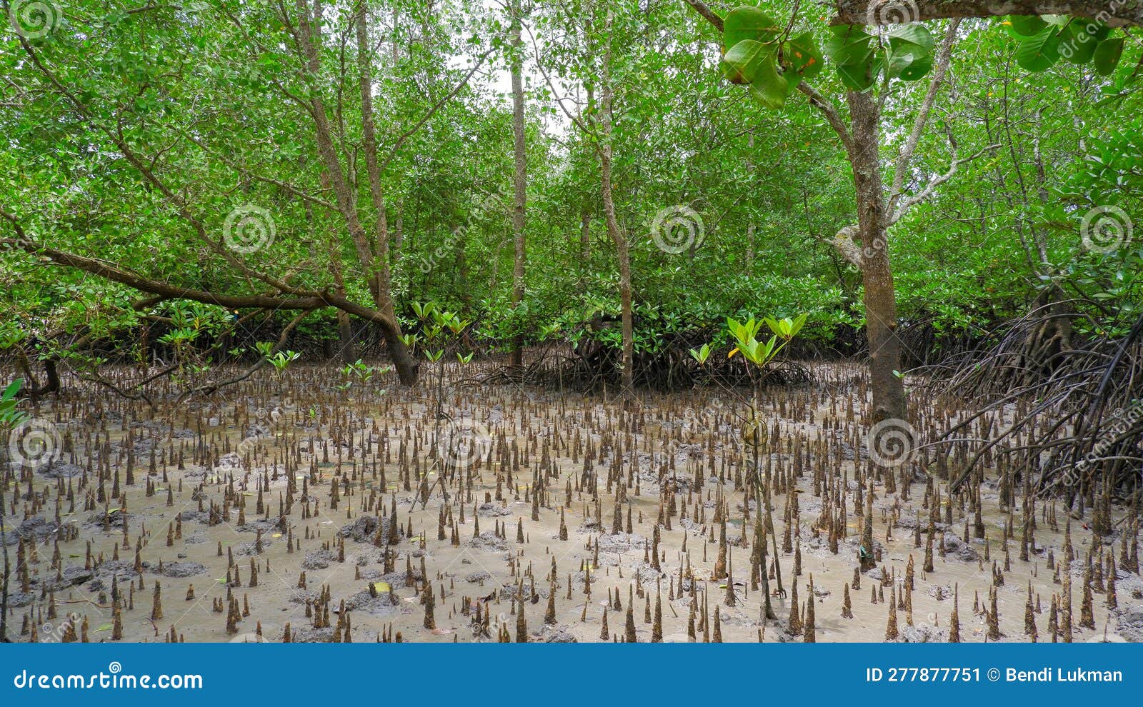Natural Environment of Avicennia Tree Forest with Spiky Roots Stock ...
