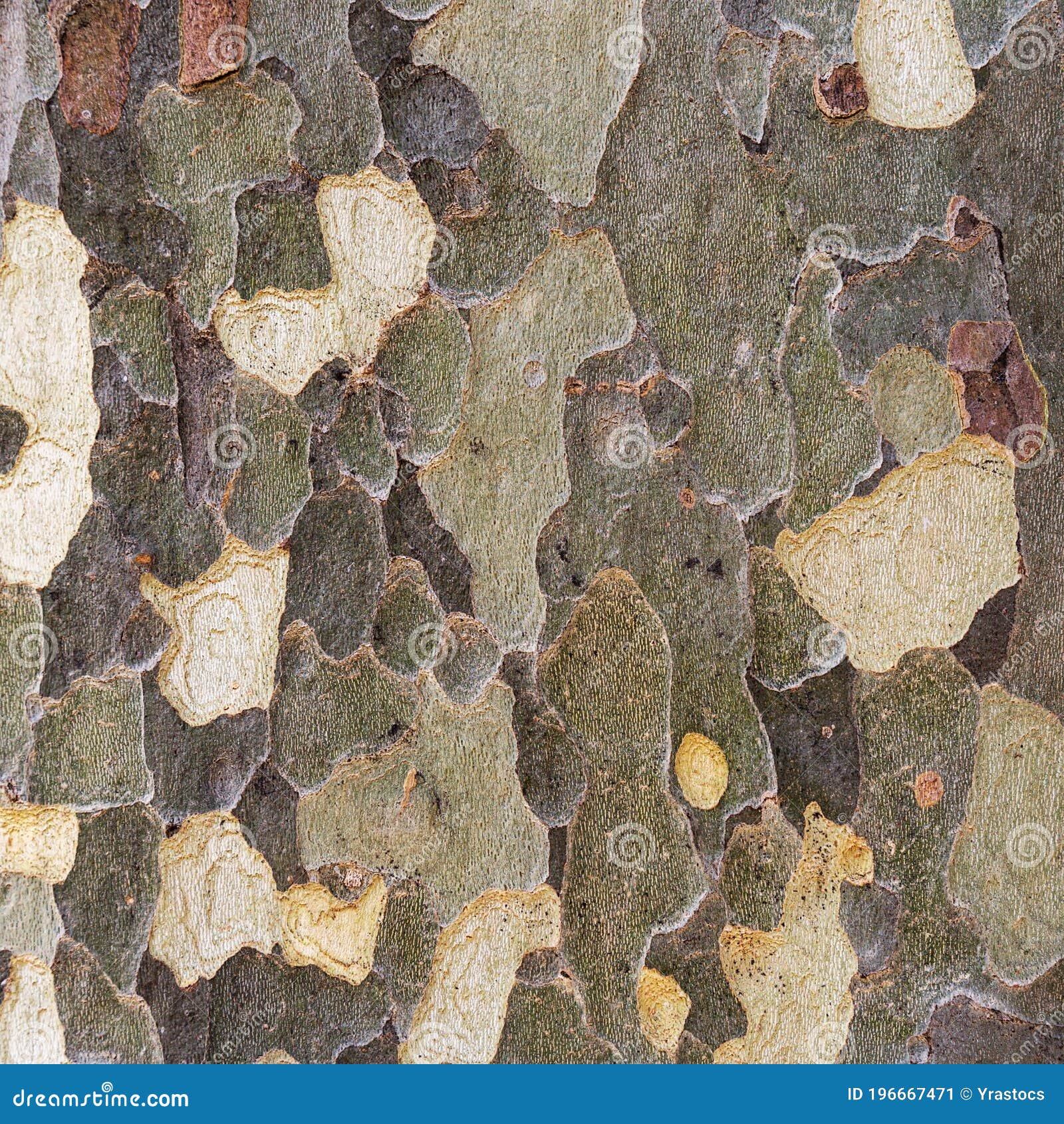 Natural Environment Background Texture Platan Bark. Natural Pattern ...