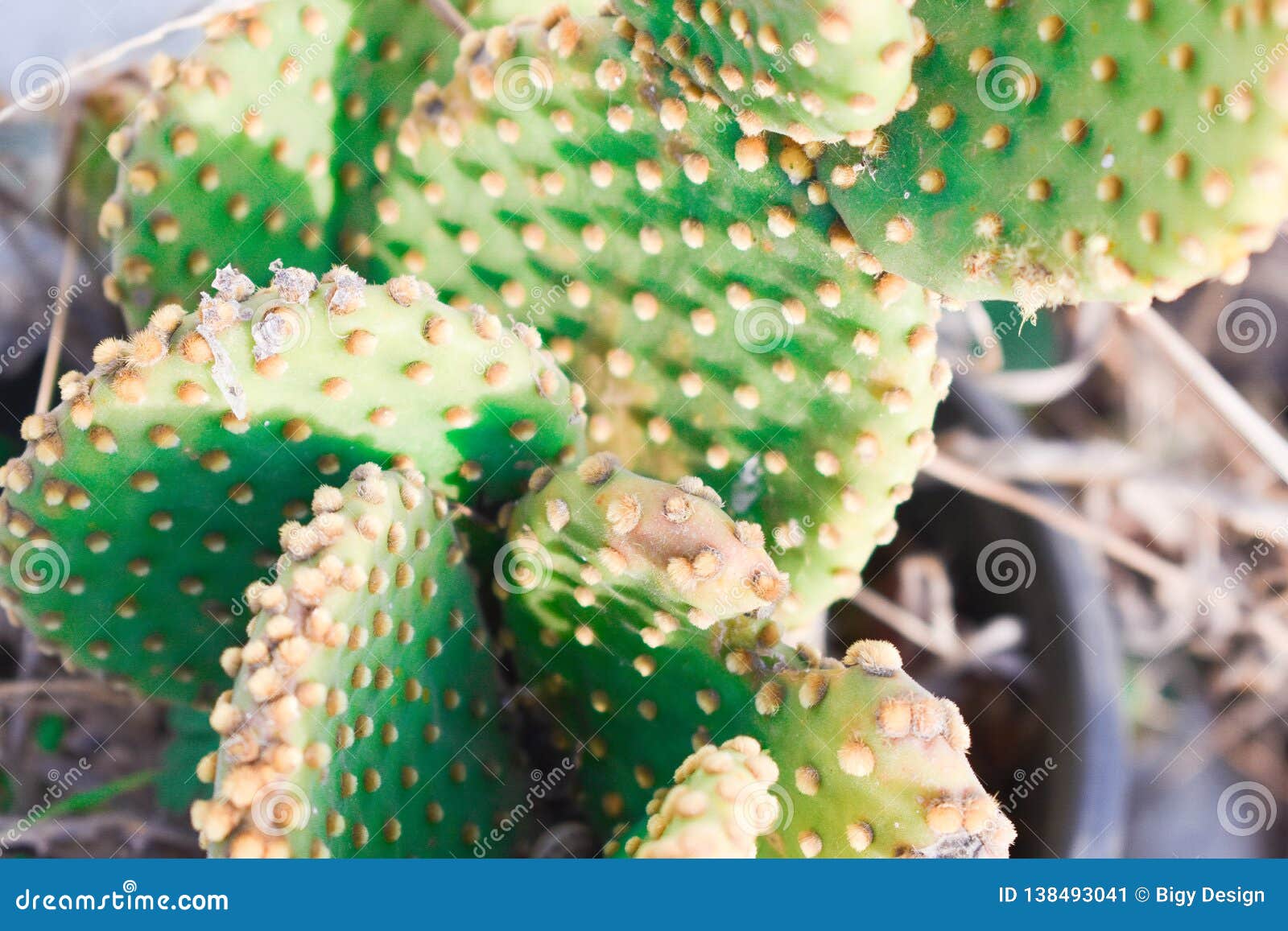 Natural Environment, Cactus Flower Stock Image - Image of nature ...