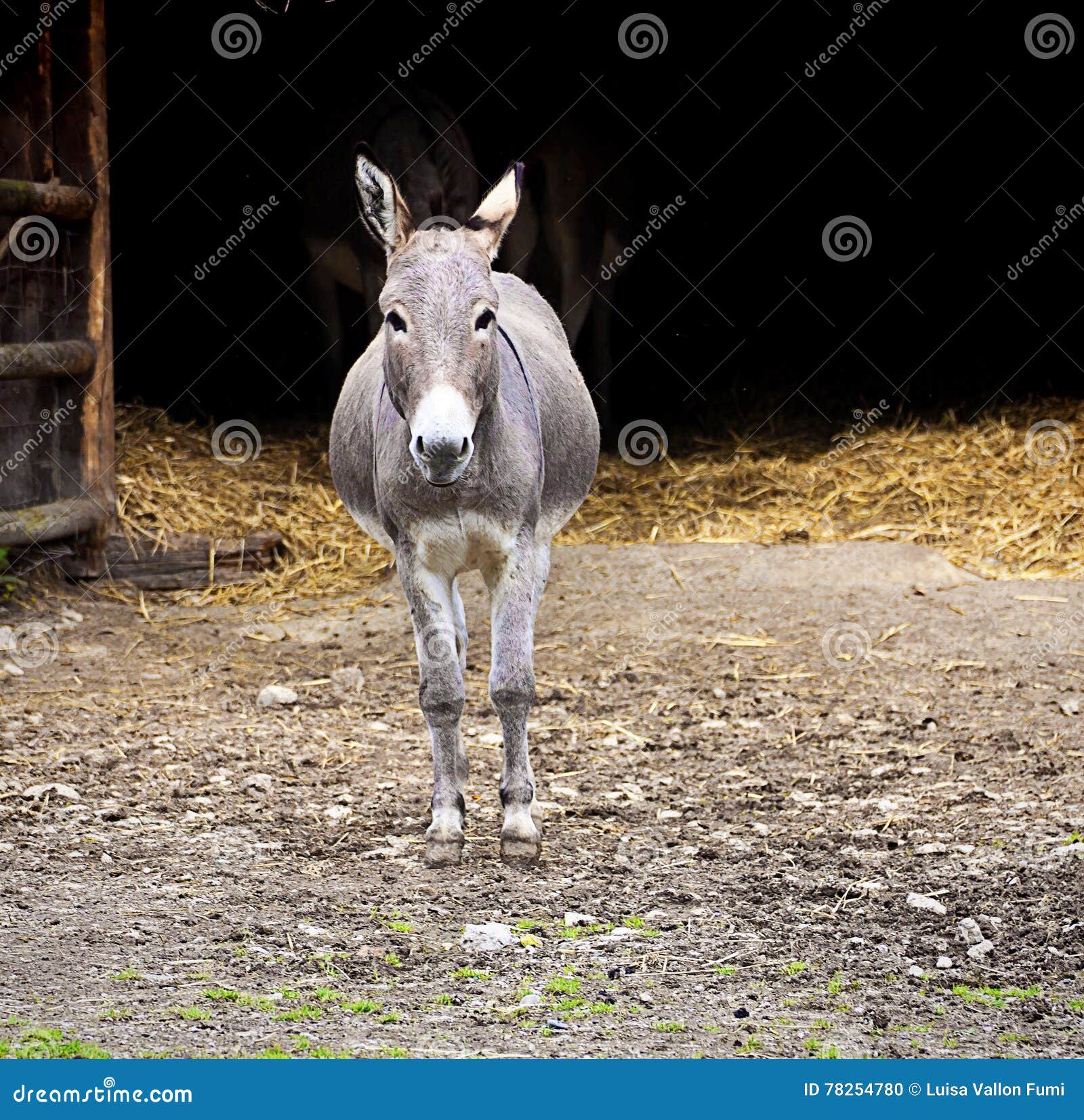 Natural Environment, Donkey Portrait Stock Photo - Image of camera ...