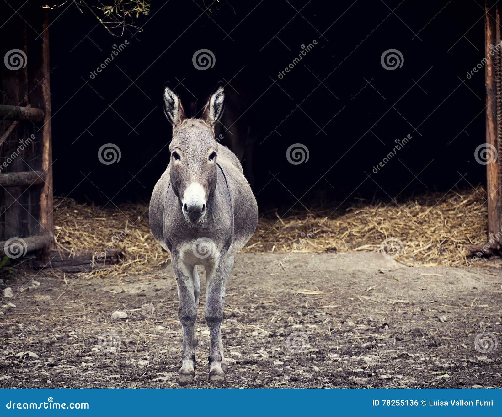 Natural Environment, Donkey Portrait Stock Photo - Image of portrait ...