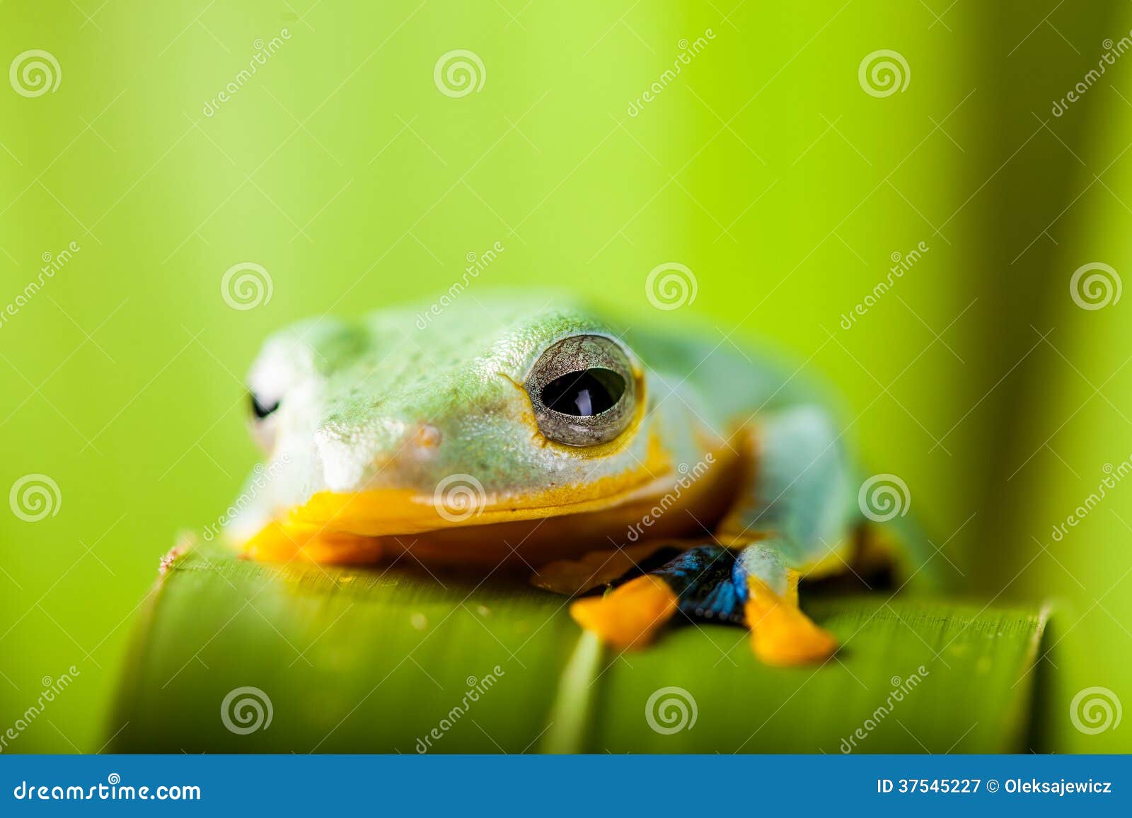 Natural Environment with Exotic Frog Stock Image - Image of calm ...