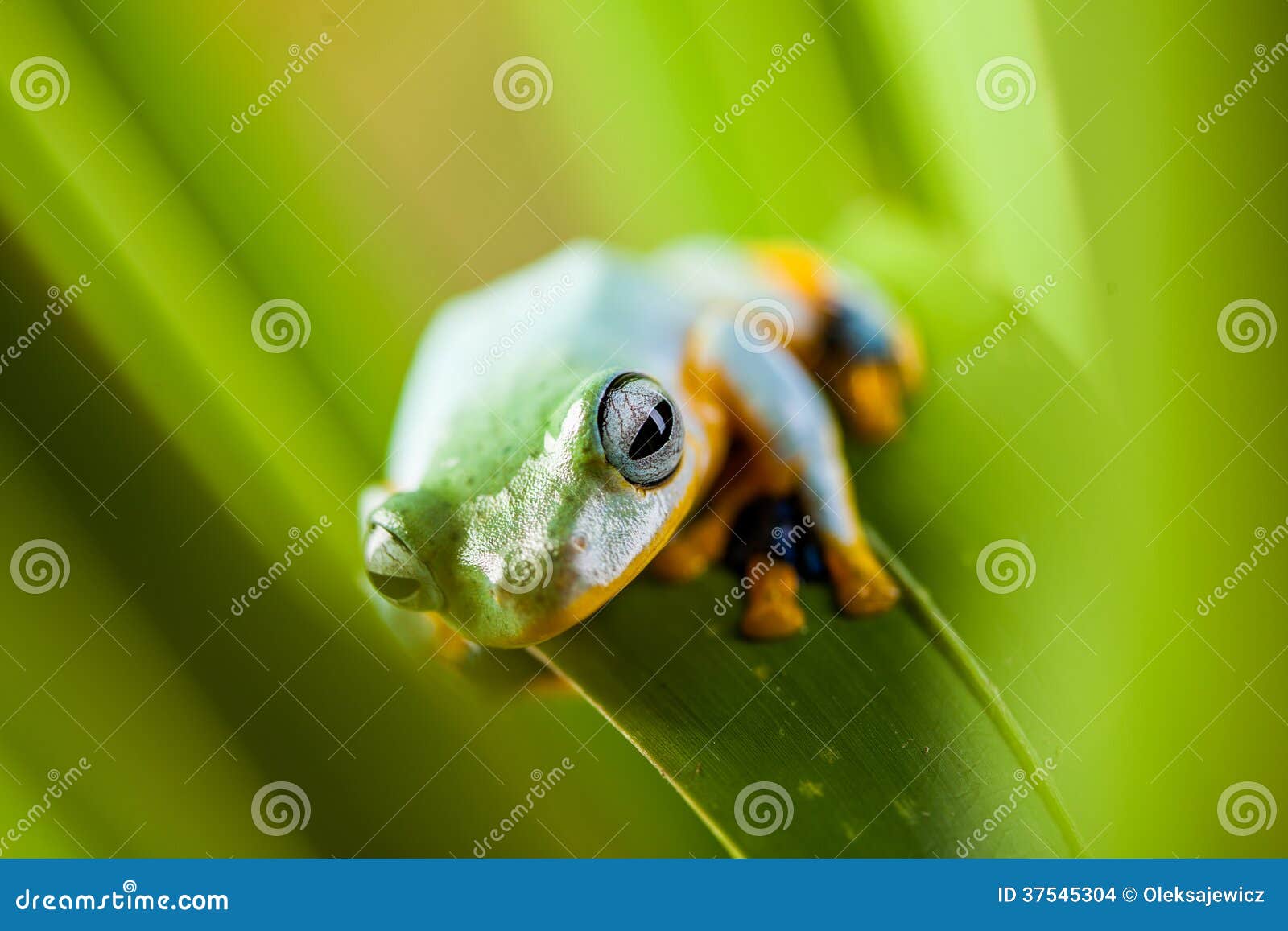 Natural Environment with Exotic Frog Stock Photo - Image of cute ...