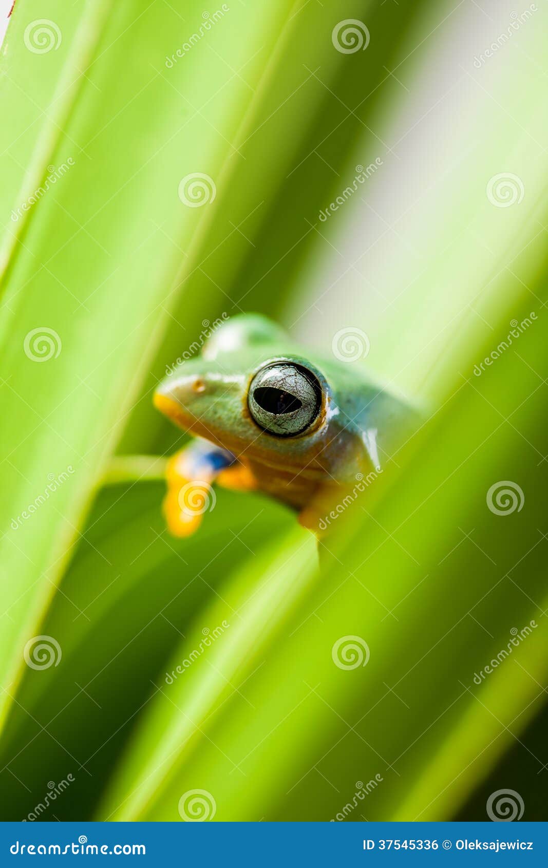 Natural Environment with Exotic Frog Stock Photo - Image of background ...