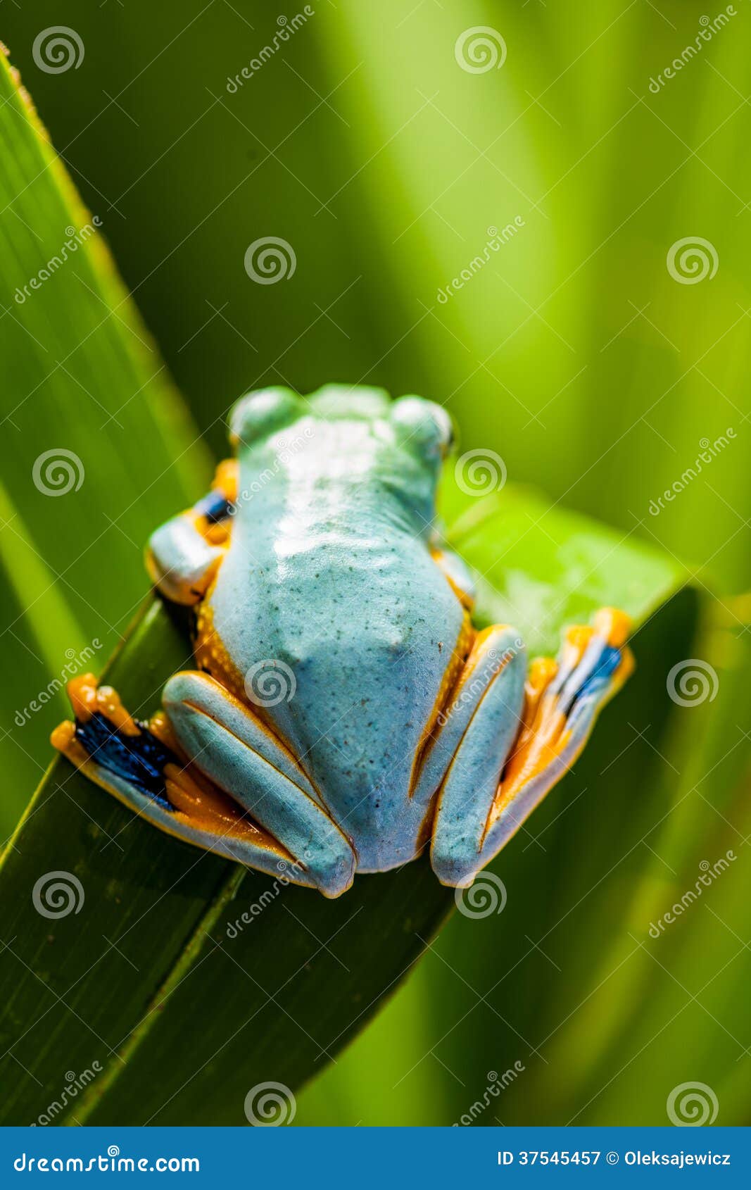 Natural Environment with Exotic Frog Stock Image - Image of costa ...