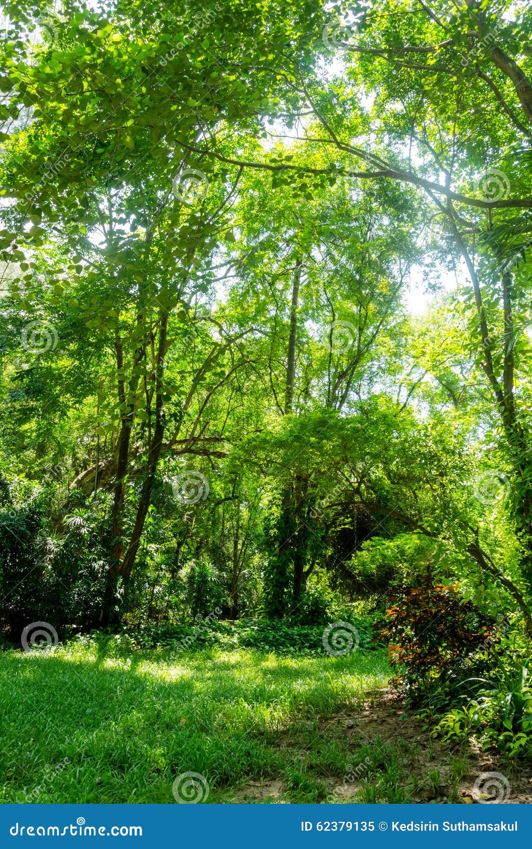 Natural Environment of Green Tree and Grass Stock Image - Image of deep ...
