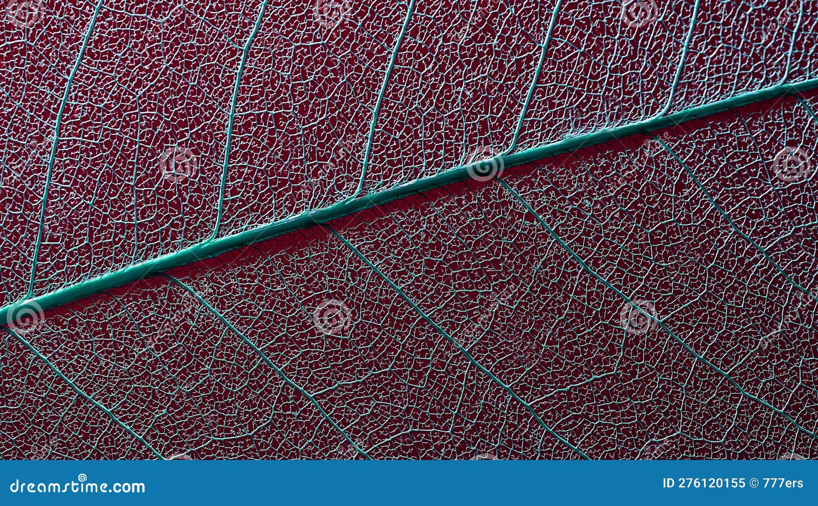 Natural Environment Material Textured Background. Skeleton Leaf Texture ...