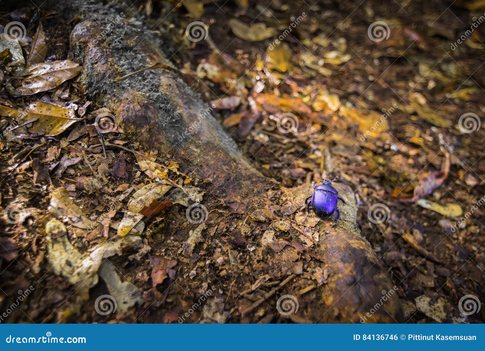 Natural Evironment Autumn Landscape: Beetle ,insect ,bug Stock Photo ...