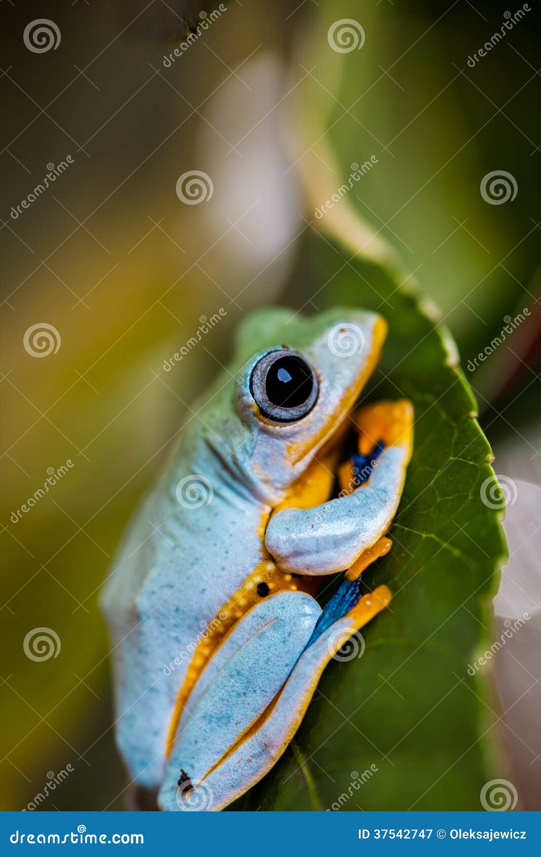 Natural exotic frog stock image. Image of card, close - 37542747