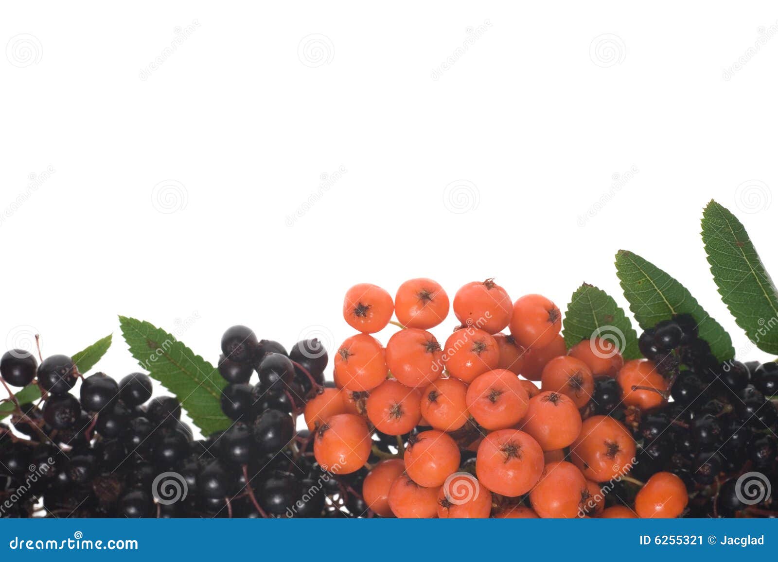 7,724 Natural Elderberry Stock Photos - Free & Royalty-Free Stock ...
