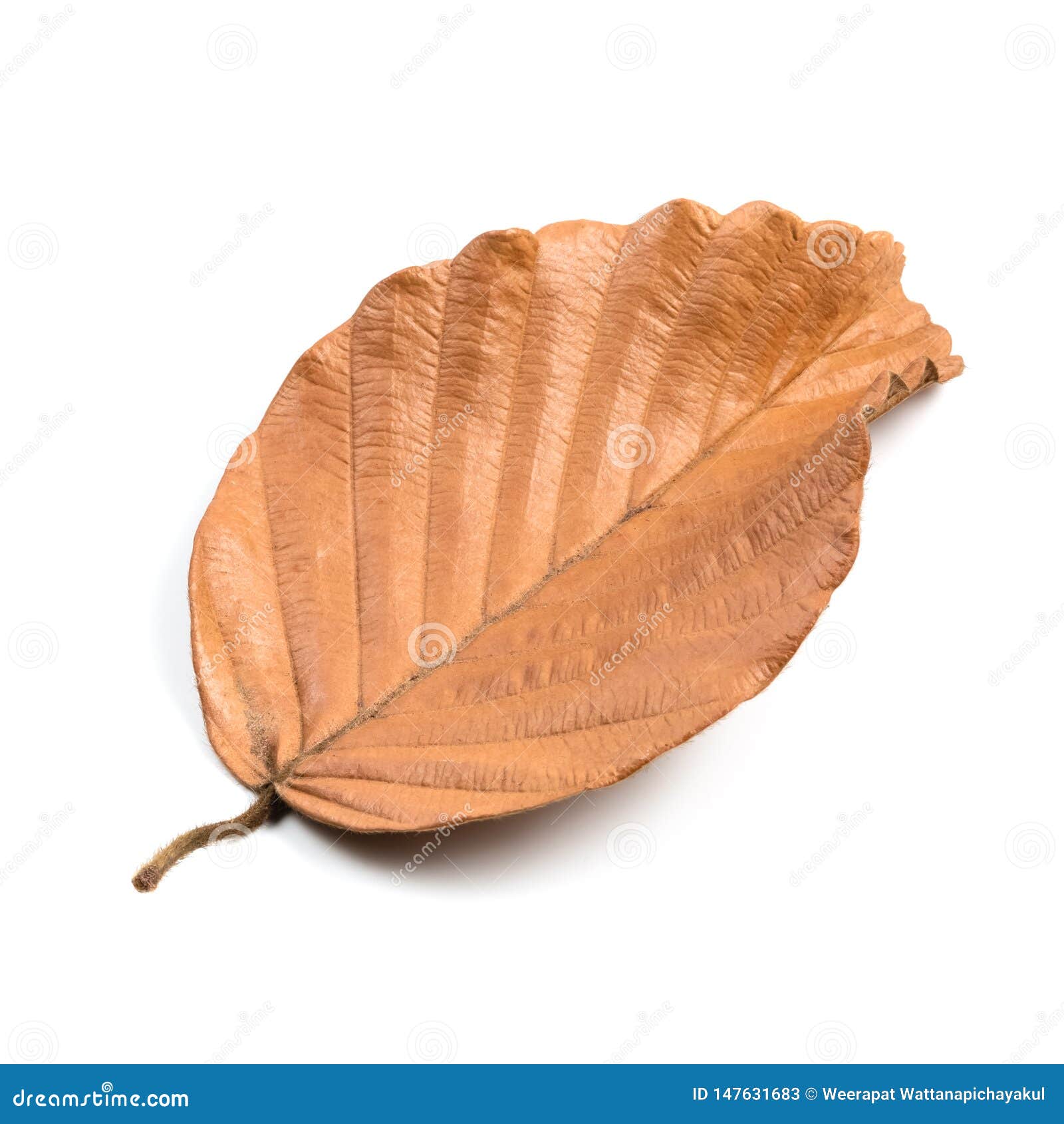 Dry Leaf Isolated stock image. Image of stem, brown - 147631683