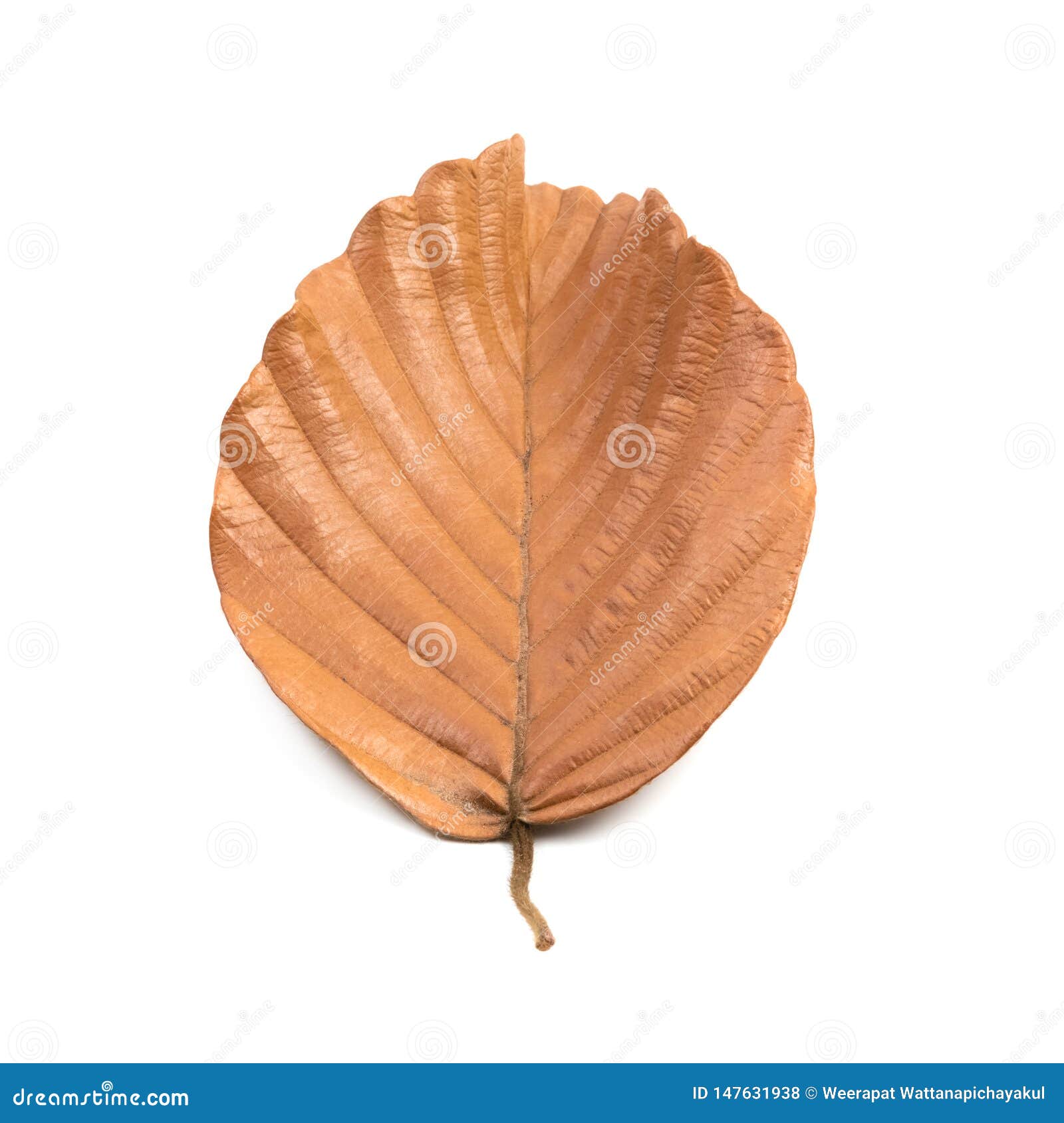 Dry Leaf Isolated stock photo. Image of white, environment - 147631938