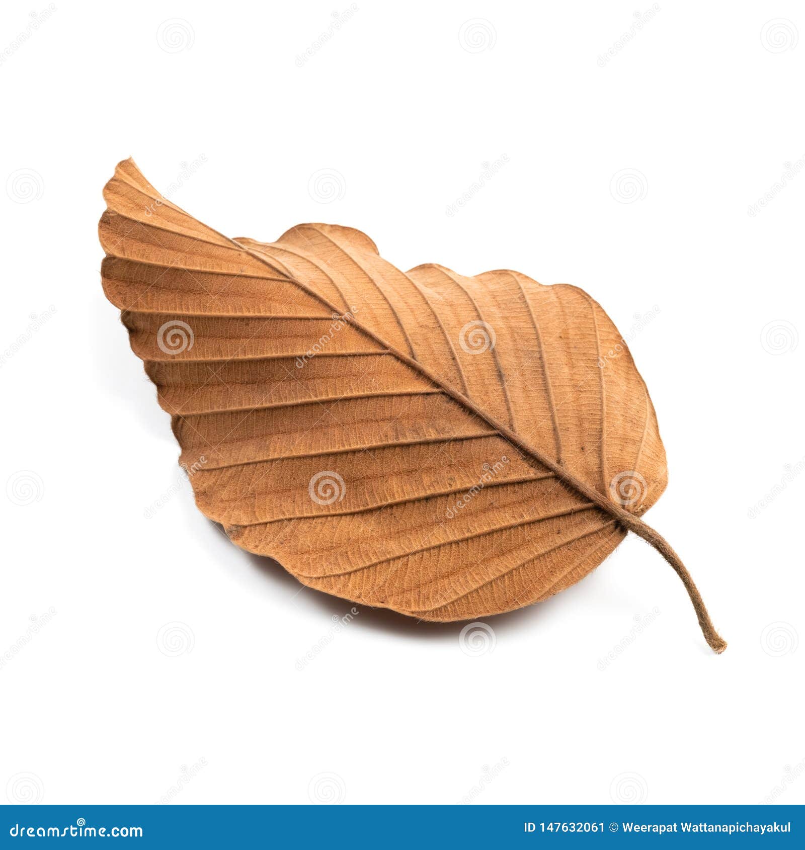 Dry Leaf Isolated stock image. Image of fall, detail - 147632061