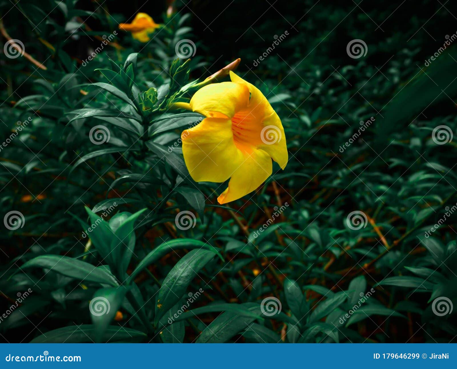 Natural features ðŸŒ¼ stock image. Image of autumn, petal - 179646299