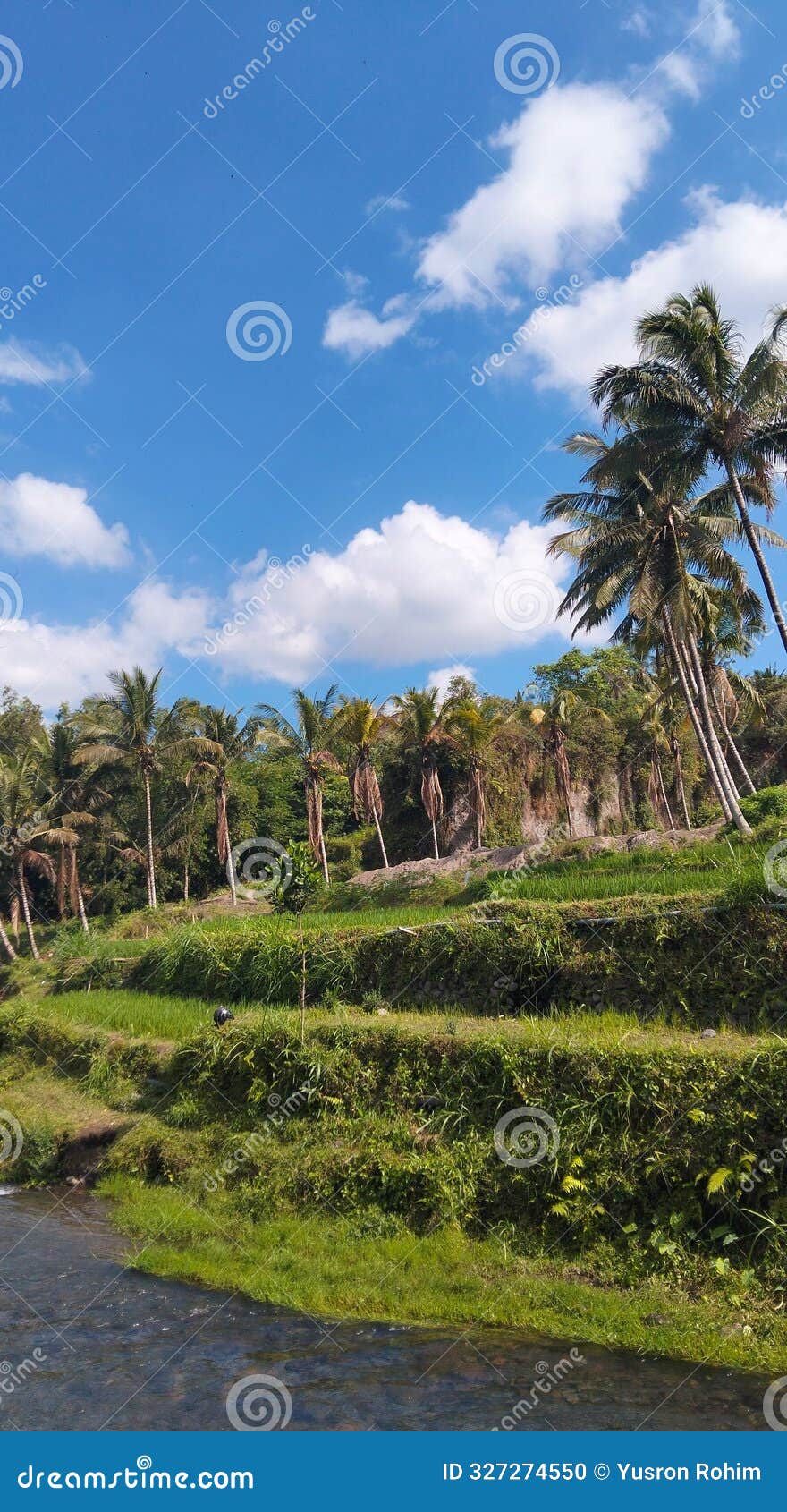 Natural Nuances in Rice Fields Flowed by a Clean River Stock Photo ...