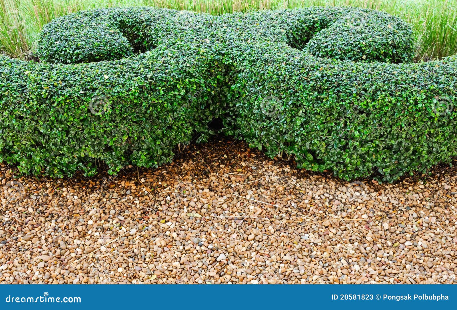 Natural fence stock image. Image of labyrinth, gardening - 20581823