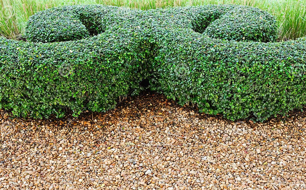 Natural fence stock image. Image of labyrinth, gardening - 20581823