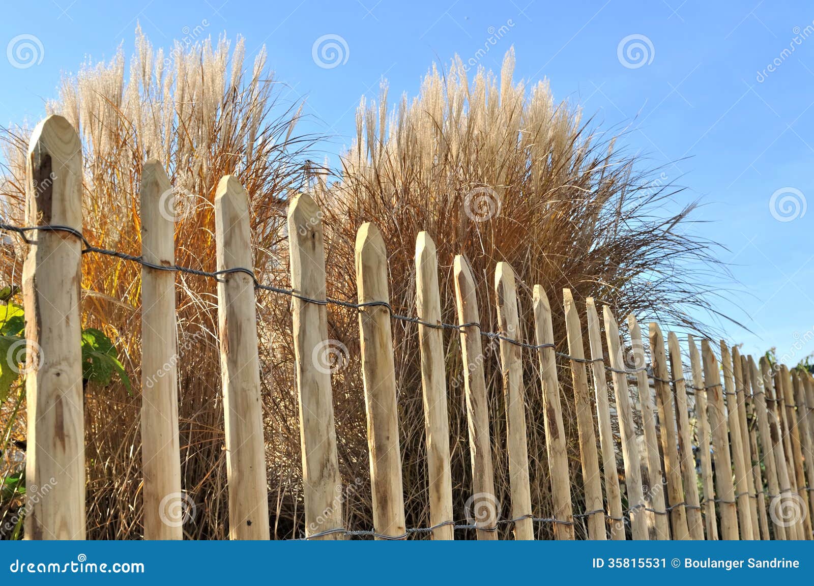 Natural fence stock image. Image of grass, garden, herbaceous - 35815531